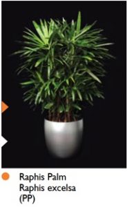 Plants & Containers – Dream Grower Plants